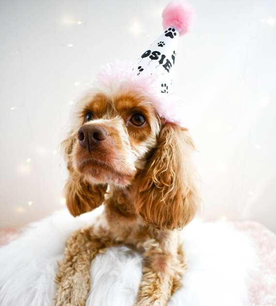 Personalized Dog Birthday Hat Party Hat for Dog Puppy Party | Etsy