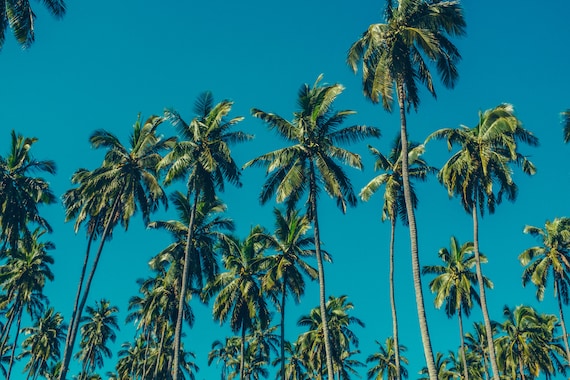 Palmbomen Kijken Omhoog Palmbomen Kopen? Kies Voor Tropic Trees!