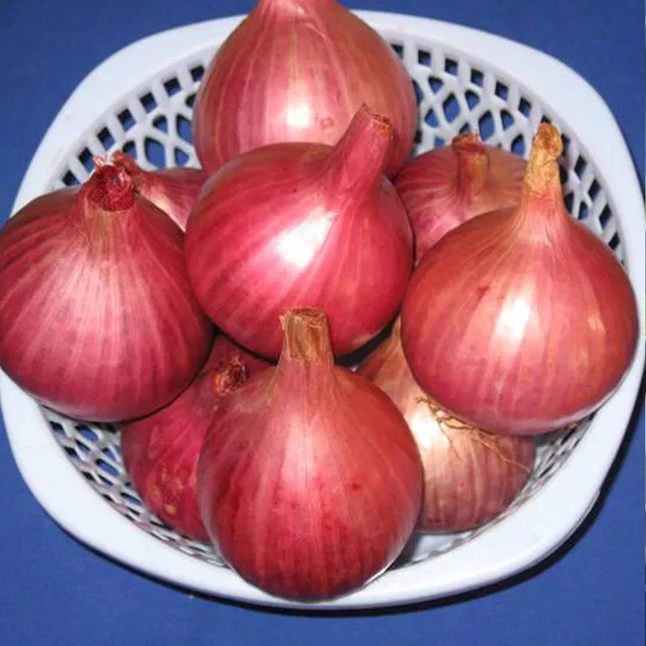 200 Onion Seeds Ruby, Red Onion, Red Stem Scallionalllium Cepa, Red ...