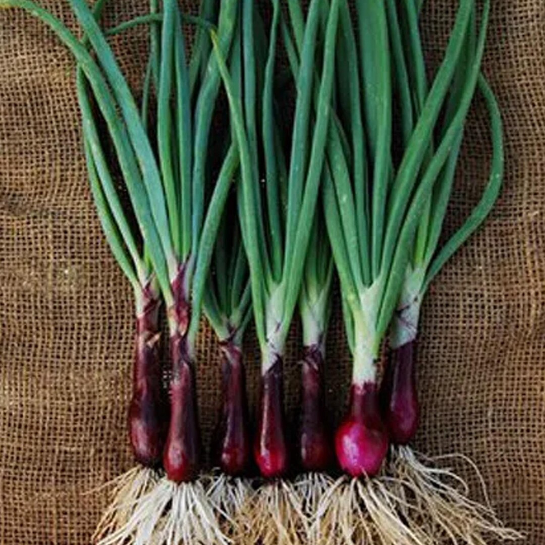 200 Onion Seeds Ruby, Red Onion, Red Stem Scallionalllium Cepa, Red ...