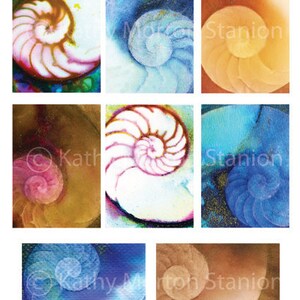 8 Colorful Nautilus Shells Sea Ocean Clip Art INSTANT | Etsy