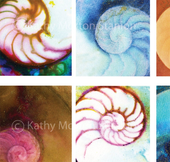 8 Colorful Nautilus Shells Sea Ocean Clip Art INSTANT - Etsy