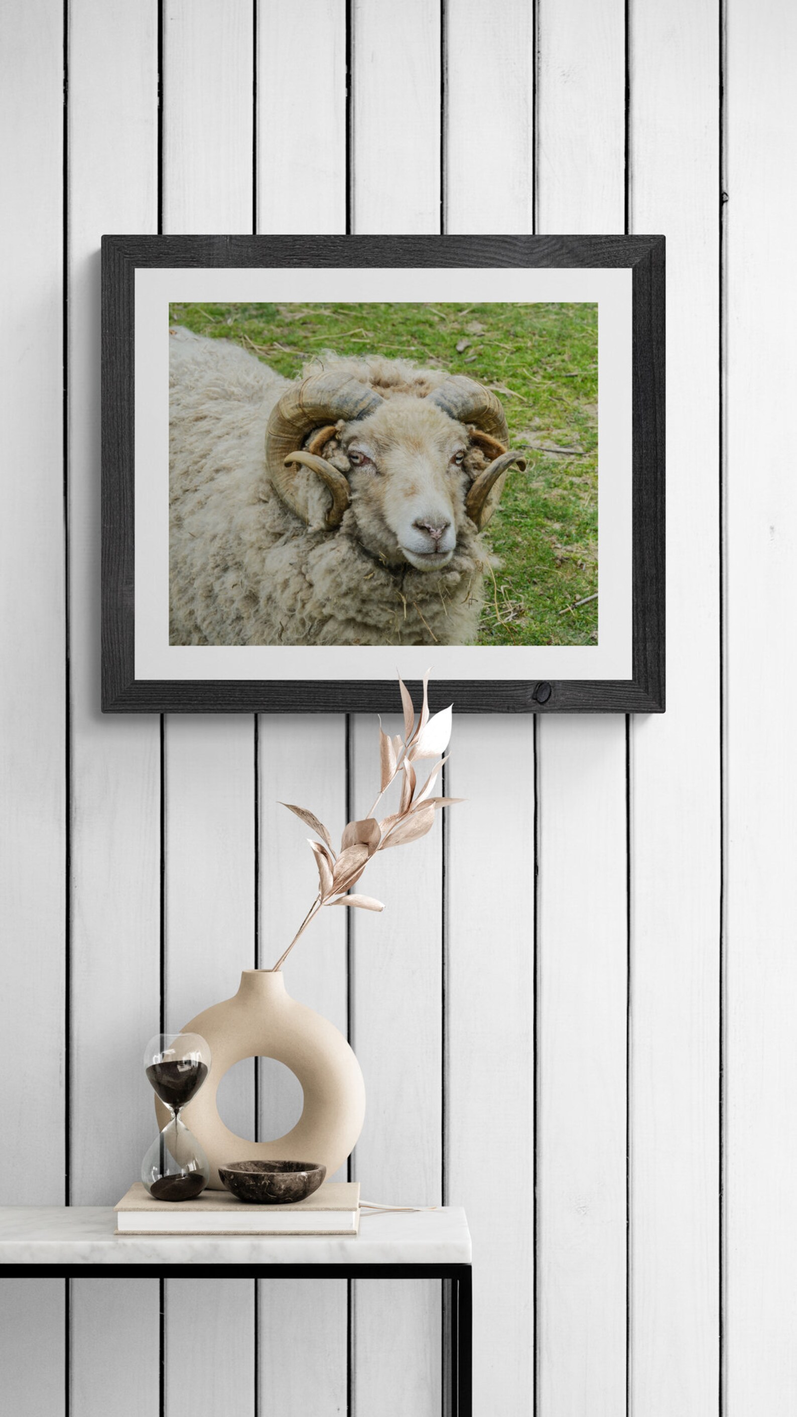 Cute Sheep Photograph, Rustic Sheep Portrait Photo, Cute Barn Animals ...