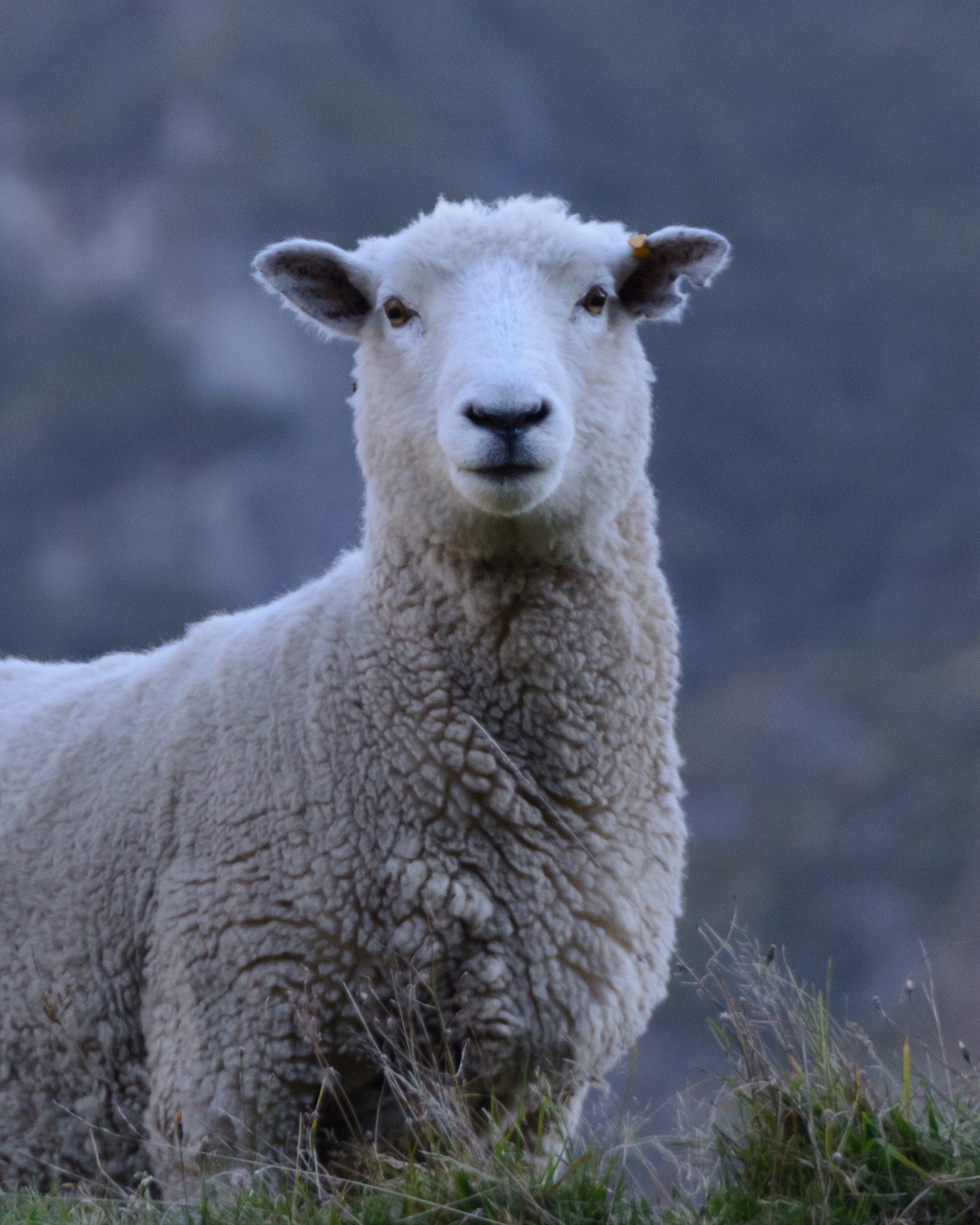 Sheep Fine Art Photo Wall Decor, Farm Animal Picture, Sheep Portrait ...