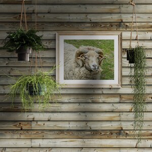 Cute Sheep Photograph, Rustic Sheep Portrait Photo, Cute Barn Animals ...