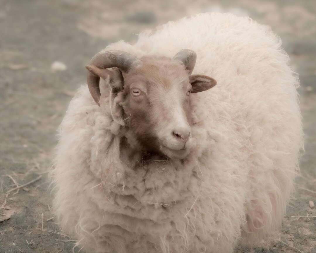 Sheep Print Photograph, Rustic Sheep Portrait Photo, Cute Barn Animals ...