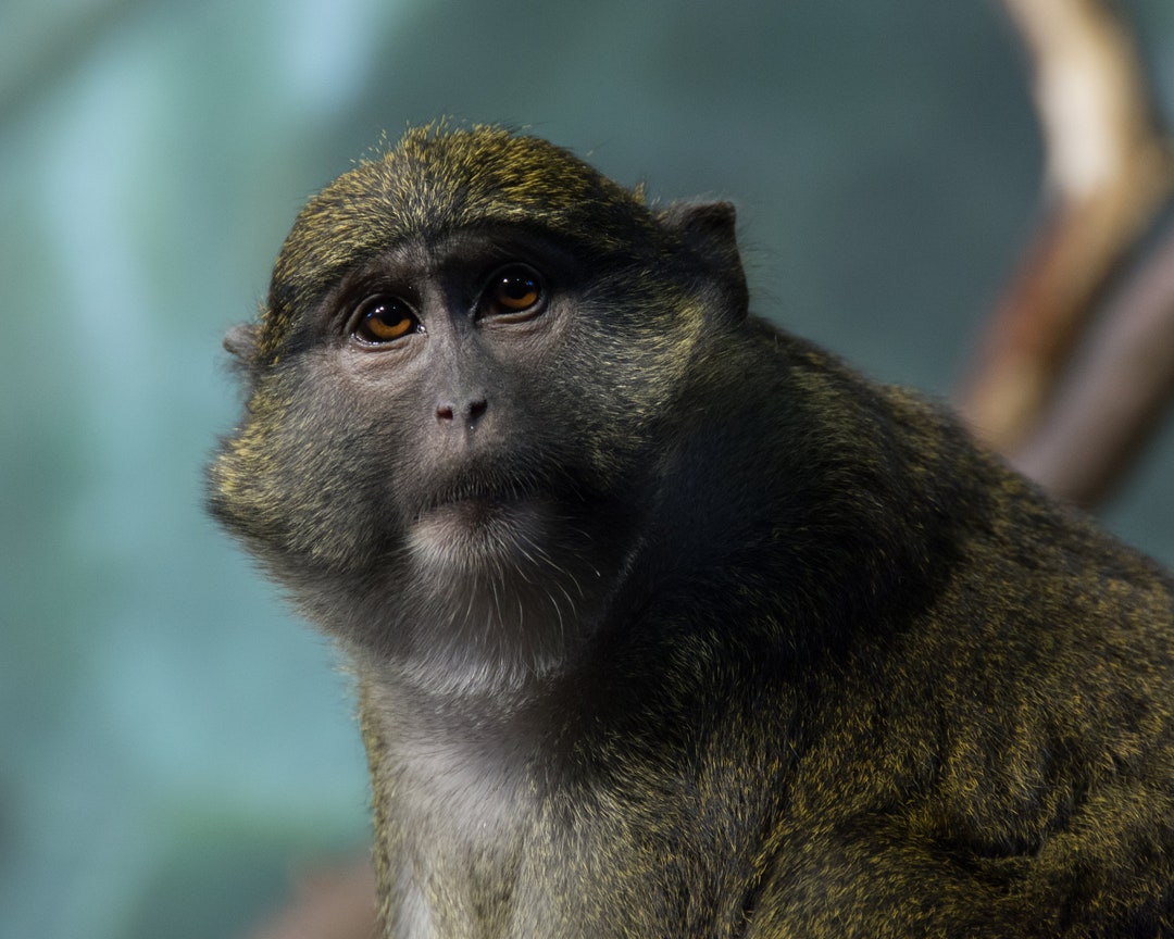 Monkey Photograph Chicago Zoo, Funny Animal Wall Art, Kids Room ...