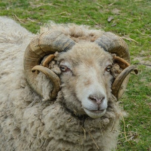 Cute Sheep Photograph, Rustic Sheep Portrait Photo, Cute Barn Animals ...