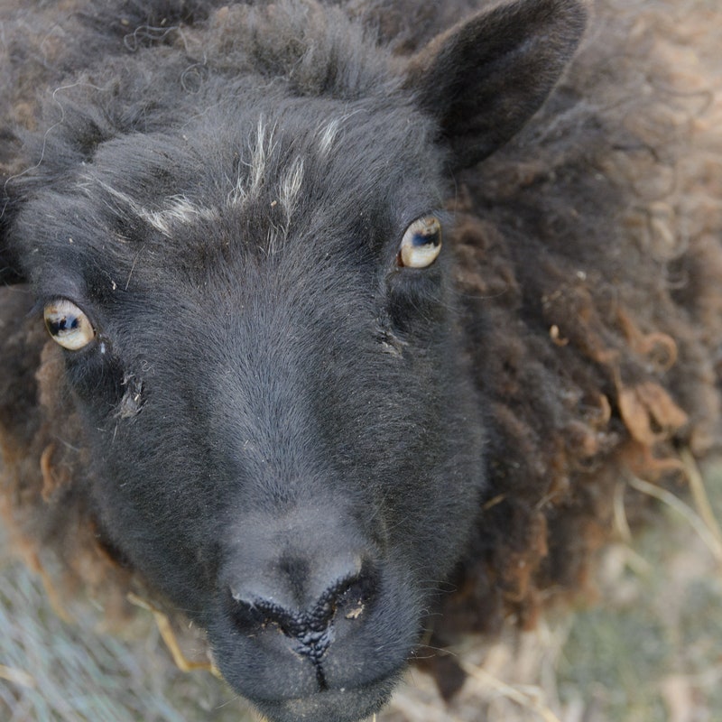 Woolly Sheep Print - Etsy