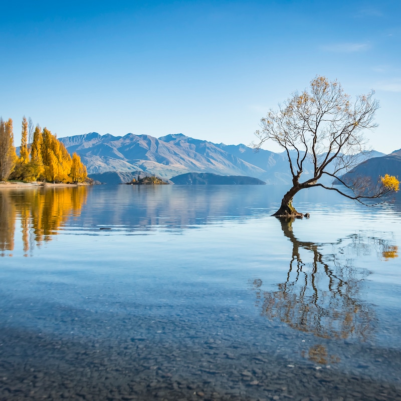 Lake Tree Nz - Etsy