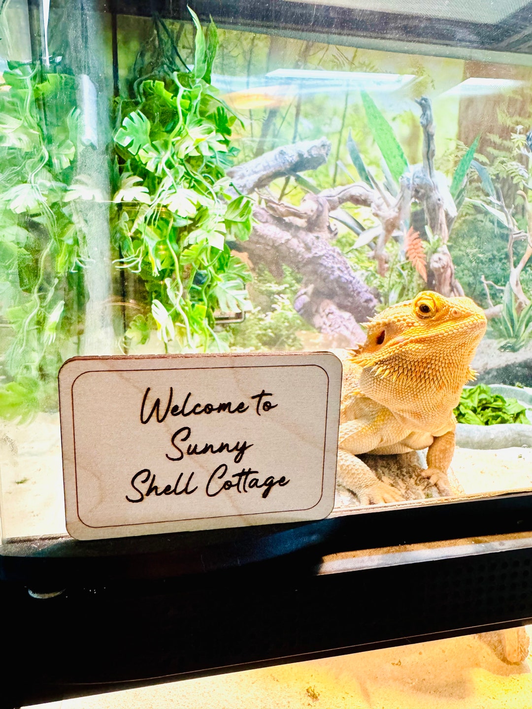 Custom Reptile Sign Bearded Dragon Name Sign, Reptile House Sign, Tank ...