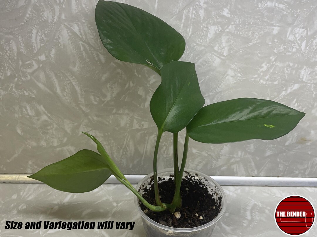 Golden Pothos, 2-inch Pot, Small Rooted Starter Plant, Easy-to-grow ...