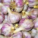 Seed Garlic Sampler-organically Grown large for Planting - Etsy