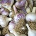 Seed Garlic Sampler-organically Grown large for Planting - Etsy