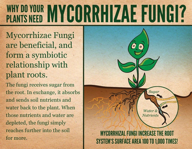 Mycorrhizae, Beneficial Bacteria & Trichoderma Inoculant Powder - Etsy
