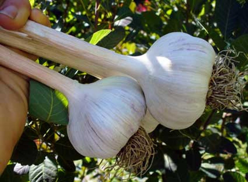Seed Garlic Sampler-organically Grown *large for Planting* - Etsy