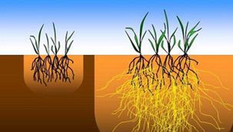 Mycorrhizae, Beneficial Bacteria & Trichoderma Inoculant Powder - Etsy