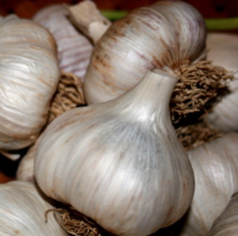 Seed Garlic Sampler-organically Grown *large for Planting* - Etsy