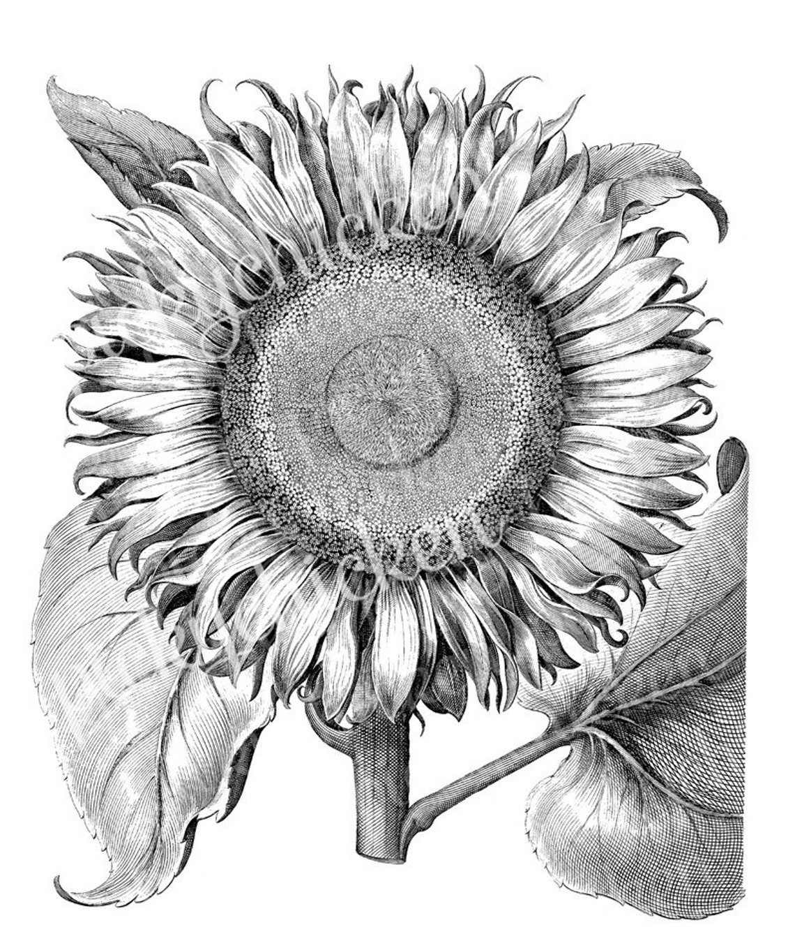 Sunflower Vintage Engraving Illustration 8x10 Digital - Etsy