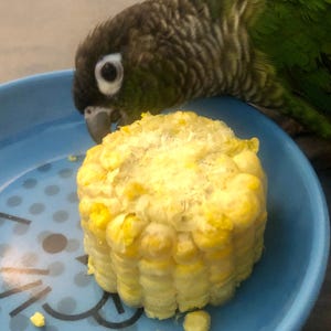 Freeze Dried Corn Cob Slices: Parrot & Small Pet Foraging Treat - Etsy