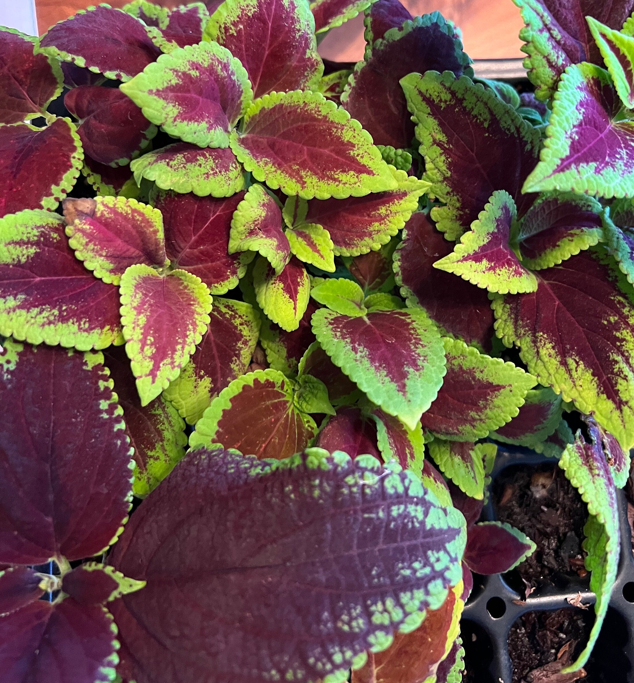 Coleus-beautiful Indoor/outdoor Shade Loving Starter Plants - Etsy