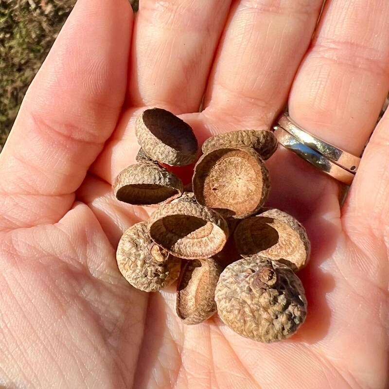 Miniature Acorns - Etsy