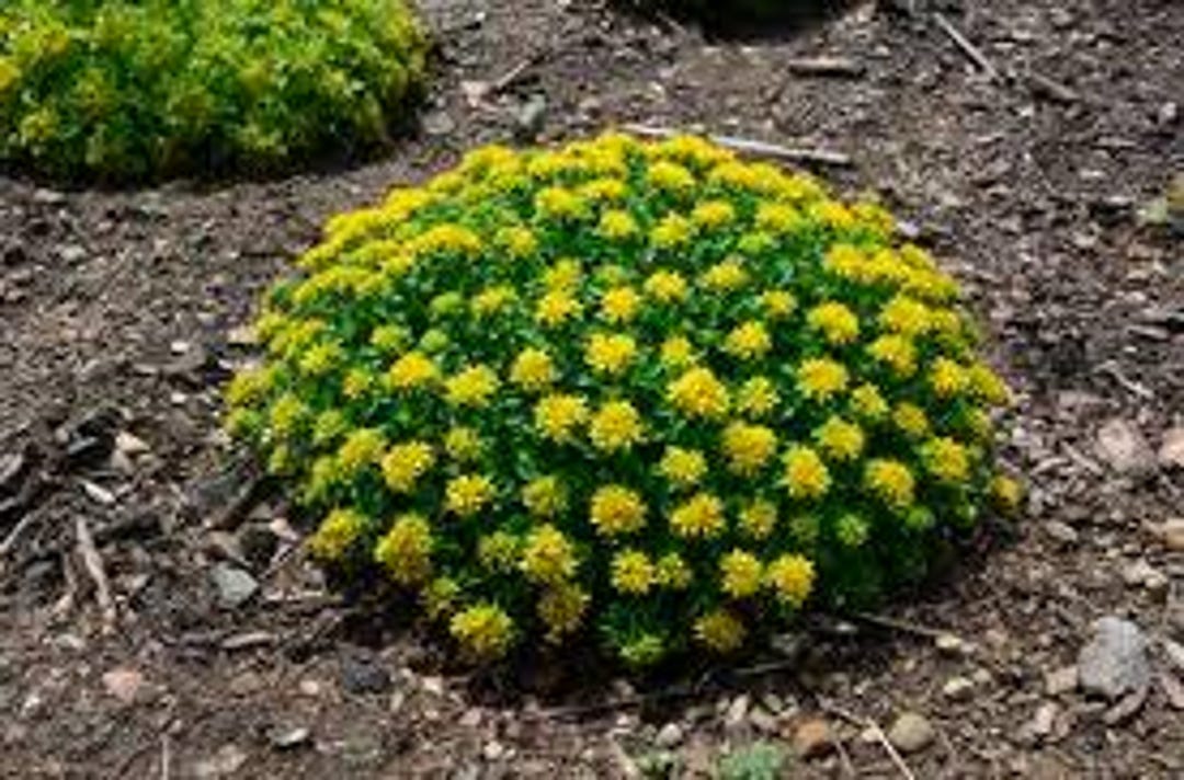 Mound Shape SEDUMS With YELLOW Flowers in Summer Little Miss Sunshine ...