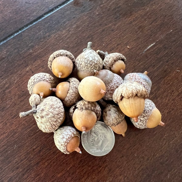 Miniature Acorns - Etsy