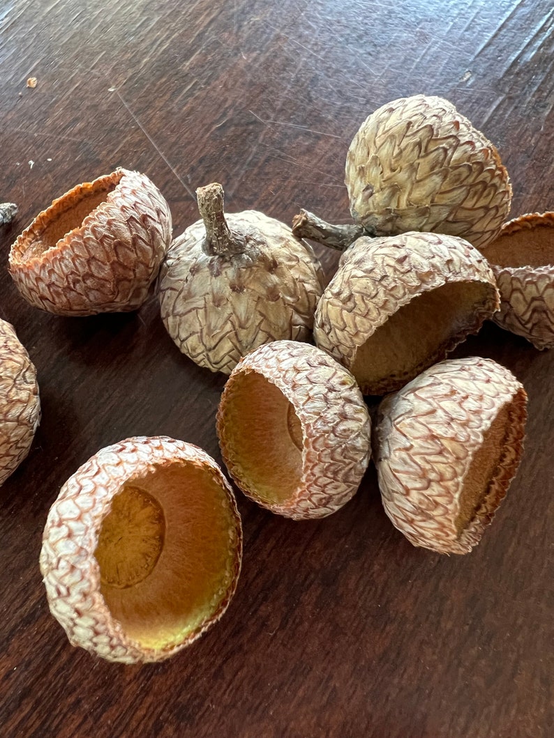 Acorn CAP ONLY From Red Oak Trees in Texas Natural, Dried and Ready for ...