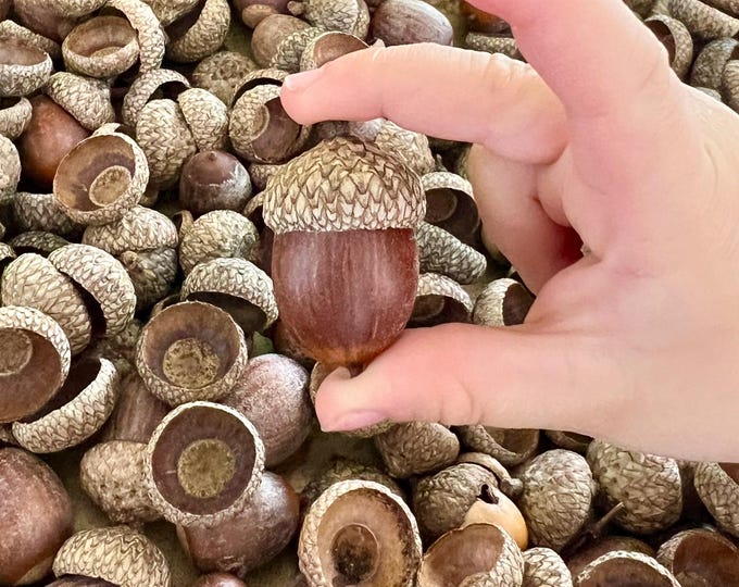 Real Acorns for Crafting Ornaments, Garlands and More Holiday Decor ...
