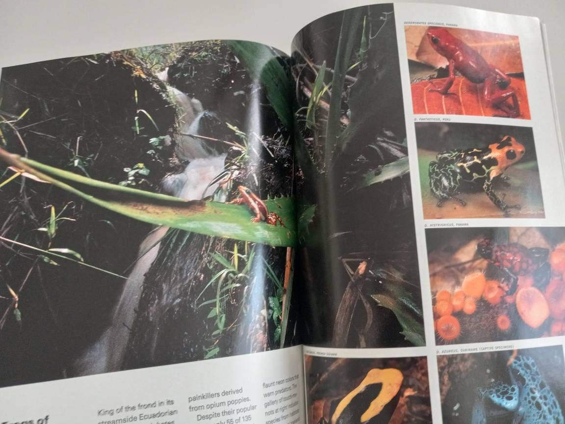 National Geographic May 1995 Back Issue~ "the Vimy Flies Again"~nurse ...