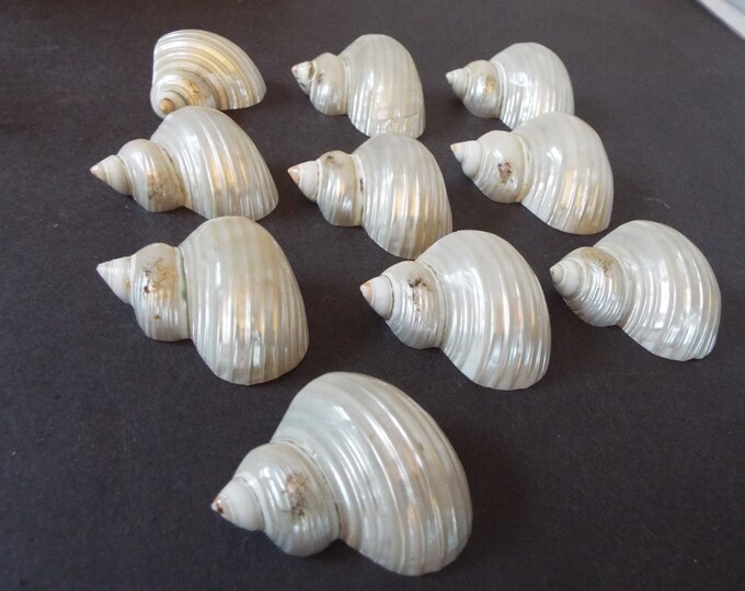 Vintage Set of 10 Natural Conch Seashell Napkin Rings Holders Mother of ...