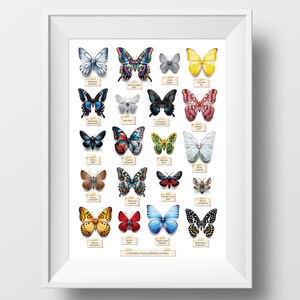 Social Butterflies Fun & Humorous Signed Art Print Personality ...
