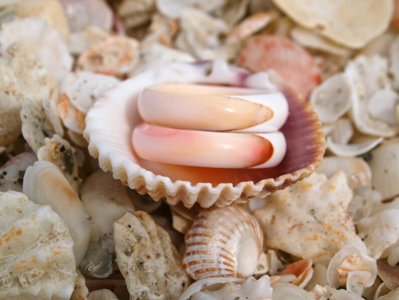 Shell Rings | Etsy