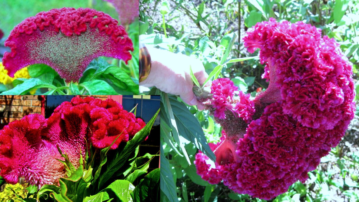 GIANT BOMBAY INDIAN Cocks Comb / Spectacular 18 Inch Heads on 4 - 5 ...