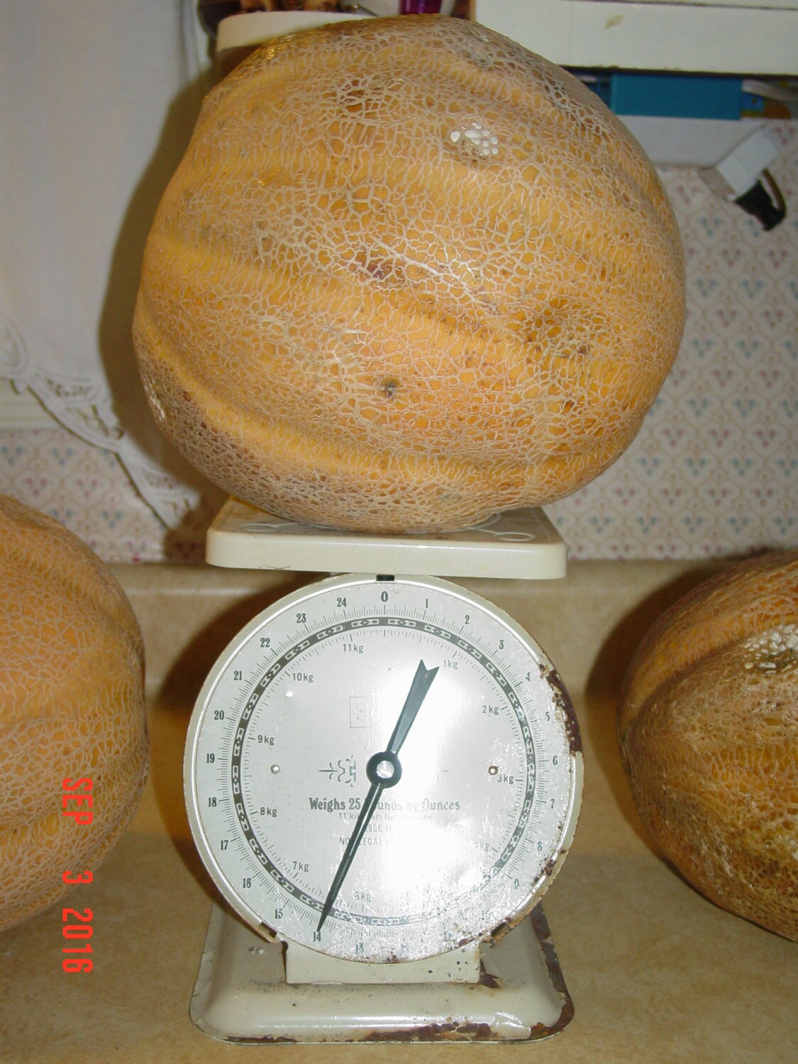 MINERVA Cantaloupe / Plants Yield 8 10 BASKETBALL Sized Melons ...