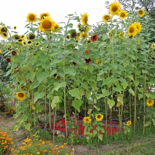 SUNFOREST SUNFLOWER MIX Grow Fast Growing Sunflower Forest - Etsy