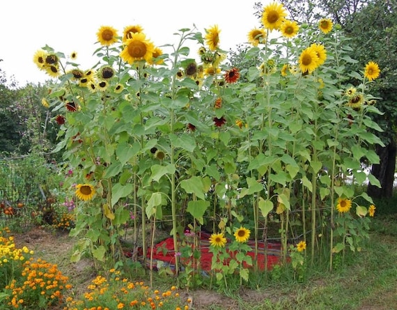 SUNFOREST SUNFLOWER MIX Grow Fast Growing Sunflower Forest - Etsy