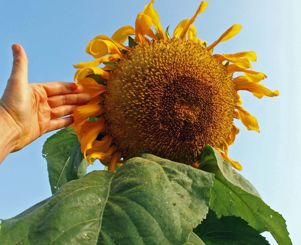 Giganteus Sunflower