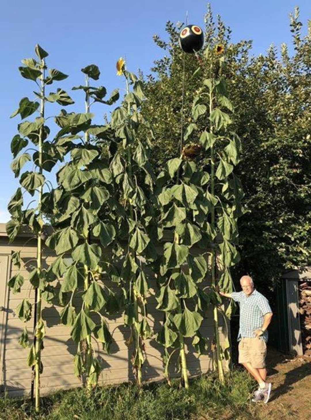 PREMIUM STEVEN DERYCKE (sunflower Grower Guru) Super Tall Sunflower ...