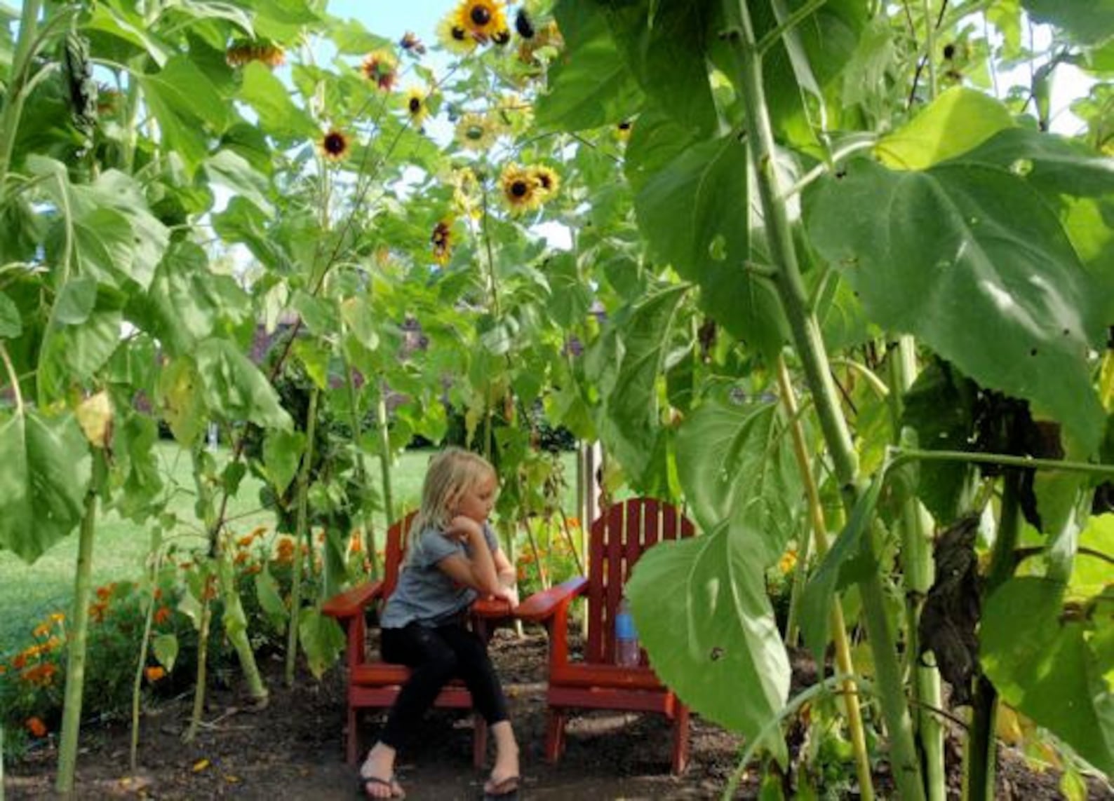 SUNFOREST SUNFLOWER MIX Grow Fast Growing Sunflower Forest - Etsy