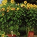 SUNFOREST SUNFLOWER MIX, Grow Fast Growing Sunflower Forest for Your ...