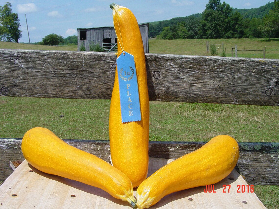 SUPER GIANT YELLOW Zucchini Squash Seeds / Award Winning | Etsy
