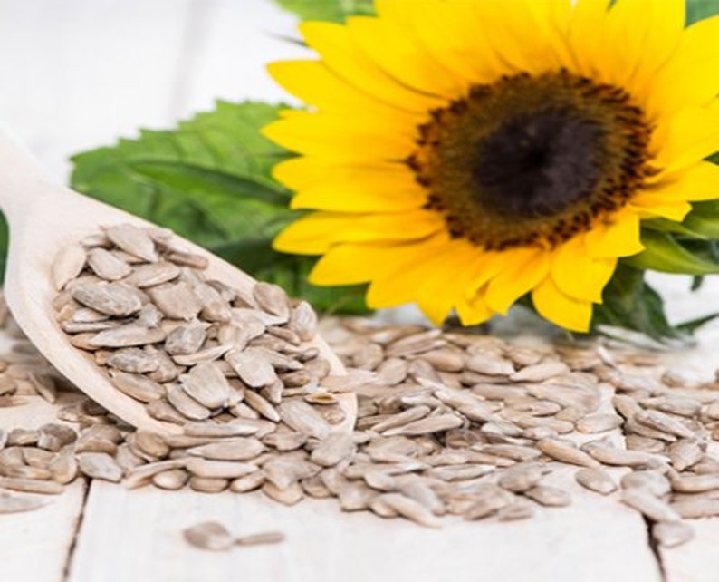 SUPER SNACK MIX Sunflower Seeds for Your Garden / Grown Specifically ...