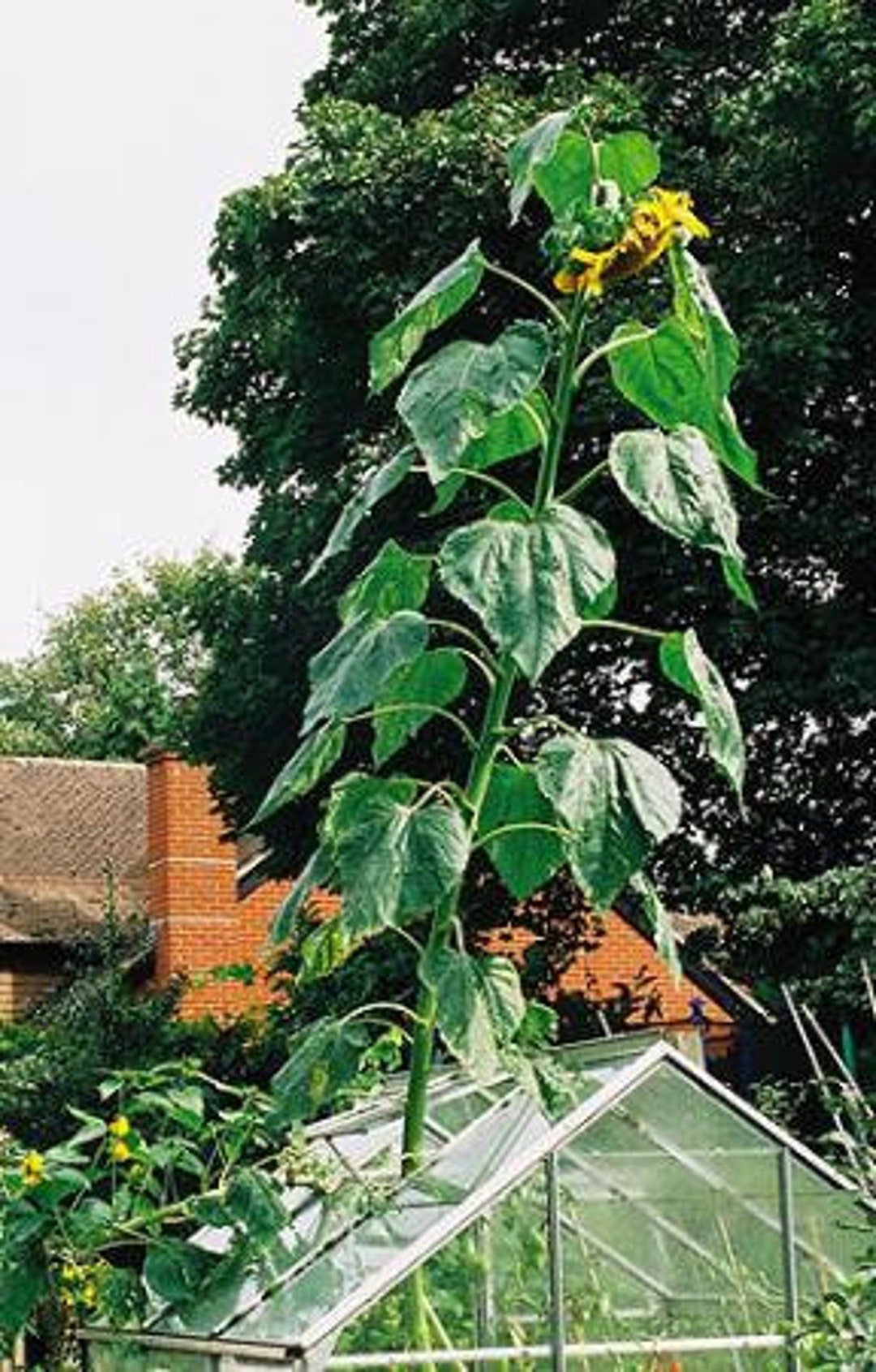 SKYSCRAPER SUNFLOWER SEEDS / Averages 15 - 20 Feet Tall / One of Our ...