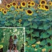 SUNFOREST SUNFLOWER MIX, Grow Fast Growing Sunflower Forest for Your ...