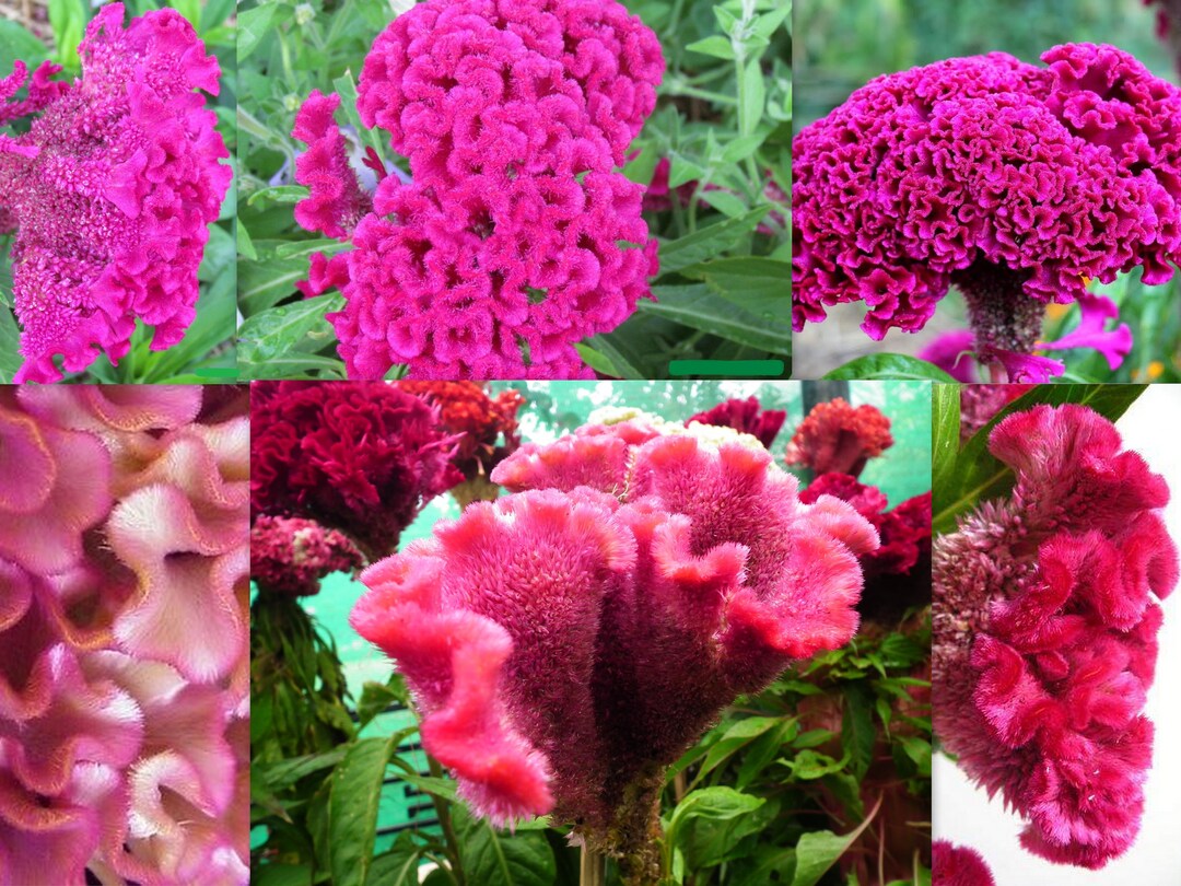 Giant PINK COTTON CANDY Cocks Comb Cockscomb / 4 - 5 Ft Stalks With ...