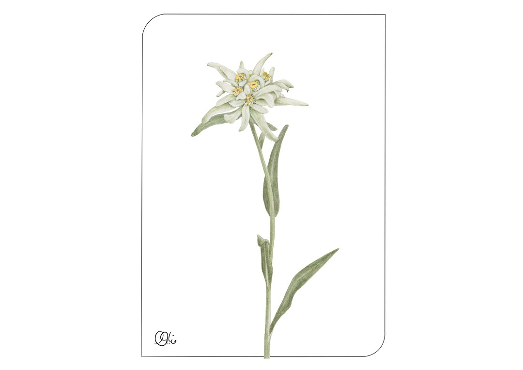 Edelweiss as Postcard, Alpine Flower Motif, Drawn as Watercolours ...