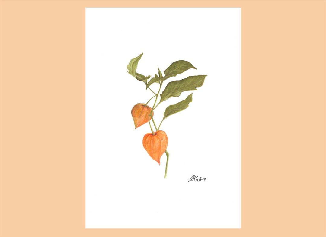 Image avec fleur de lampion physalis en A4 peinture murale à - Etsy France