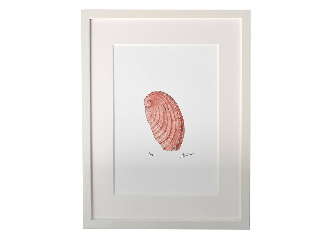 Abalone as Art Print, Underwater Animals as Mural, Shell Drawing ...